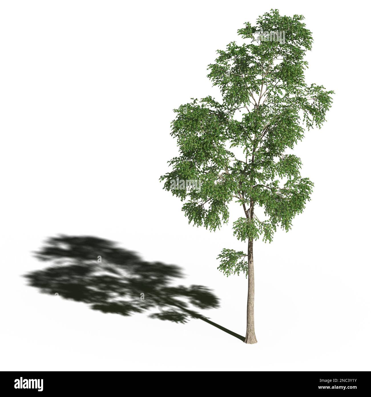 large tree with a shadow under it, isolated on white background, 3D ...
