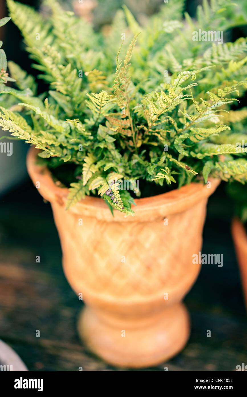 Cottage Garden with potted fern Stock Photo - Alamy