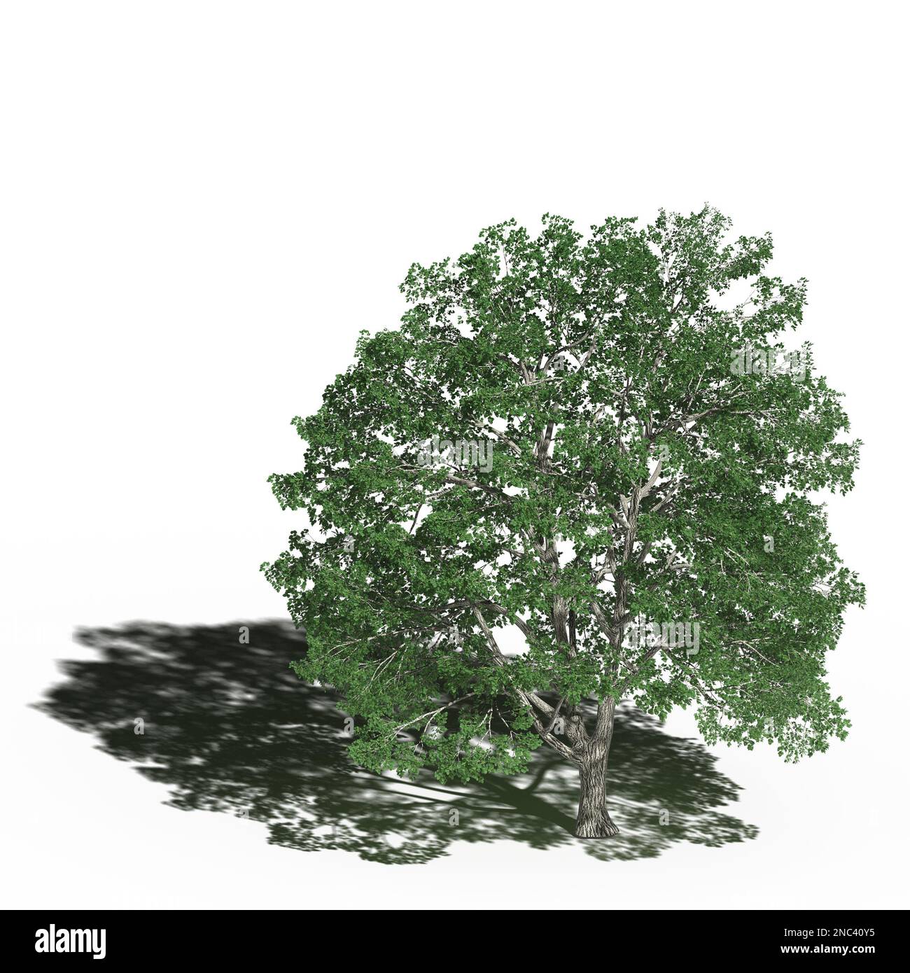 large tree with a shadow under it, isolated on white background, 3D ...