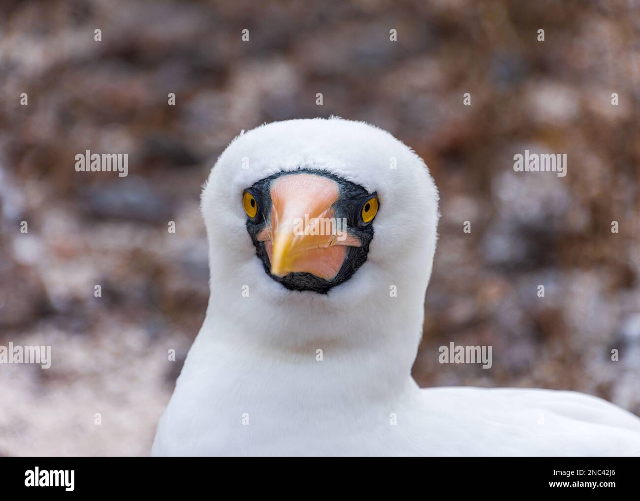 A Nazca booby (Sula granti) on Isla Genovesa (Genovesa Island) in the ...