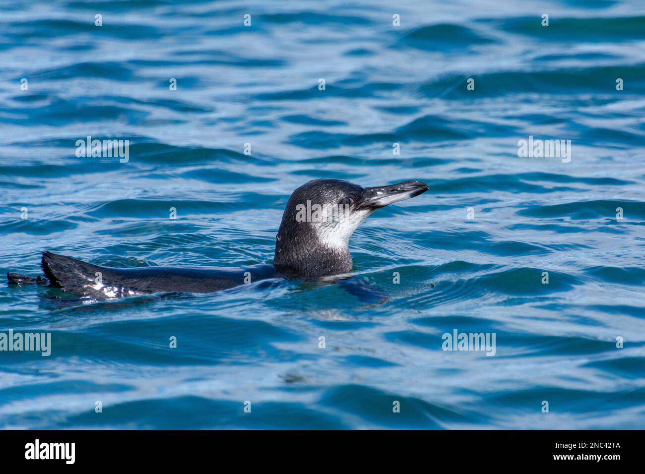 A Galapagos penguin swimming in the Pacific Ocean off the island of ...