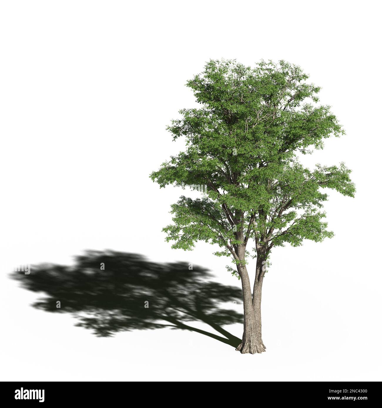 large tree with a shadow under it, isolated on white background, 3D ...