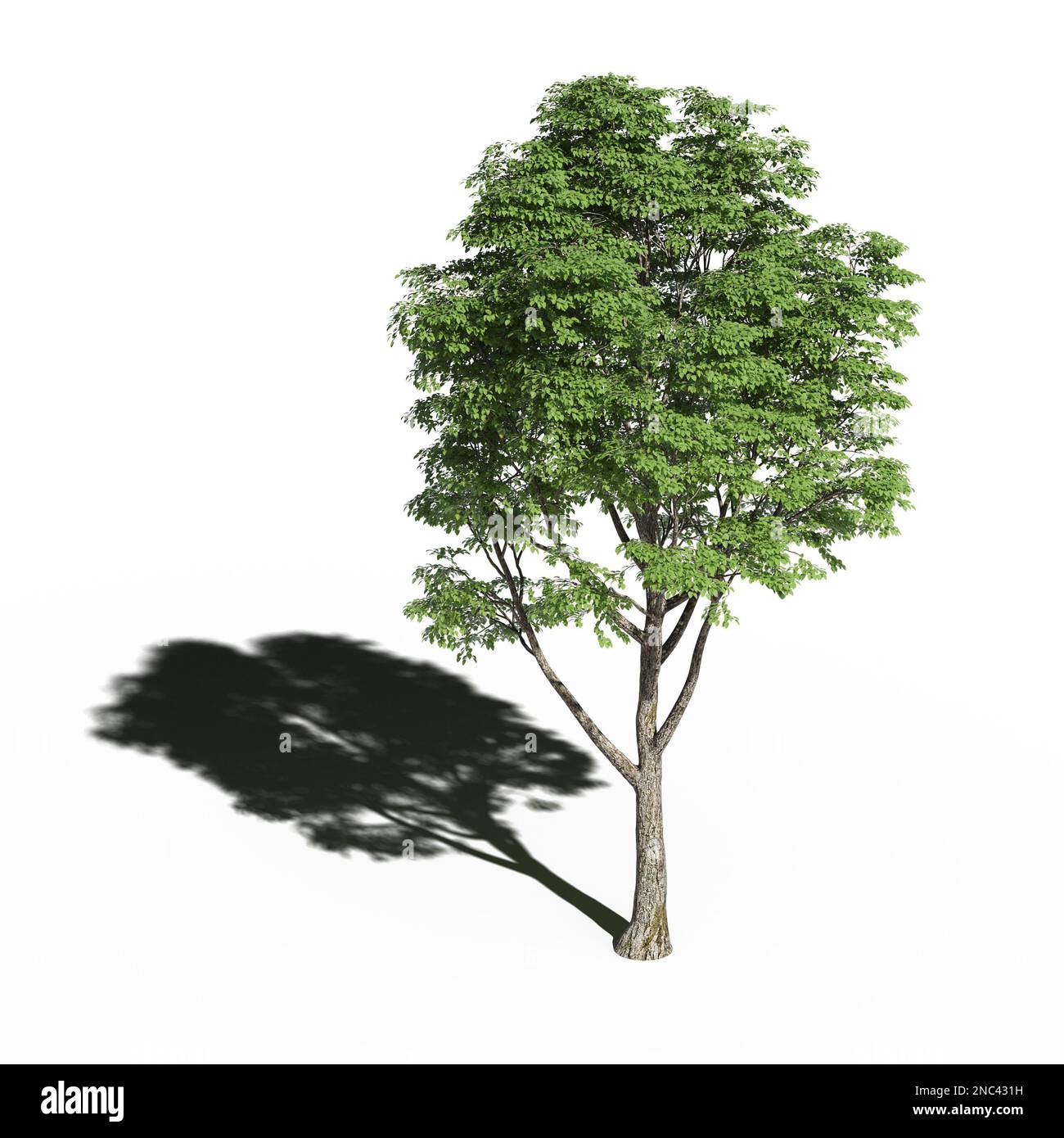 large tree with a shadow under it, isolated on white background, 3D ...