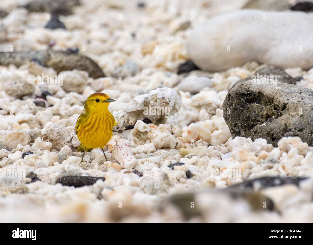 A yellow warbler on the beach of Isla Genovesa (Genovesa Island) in the ...