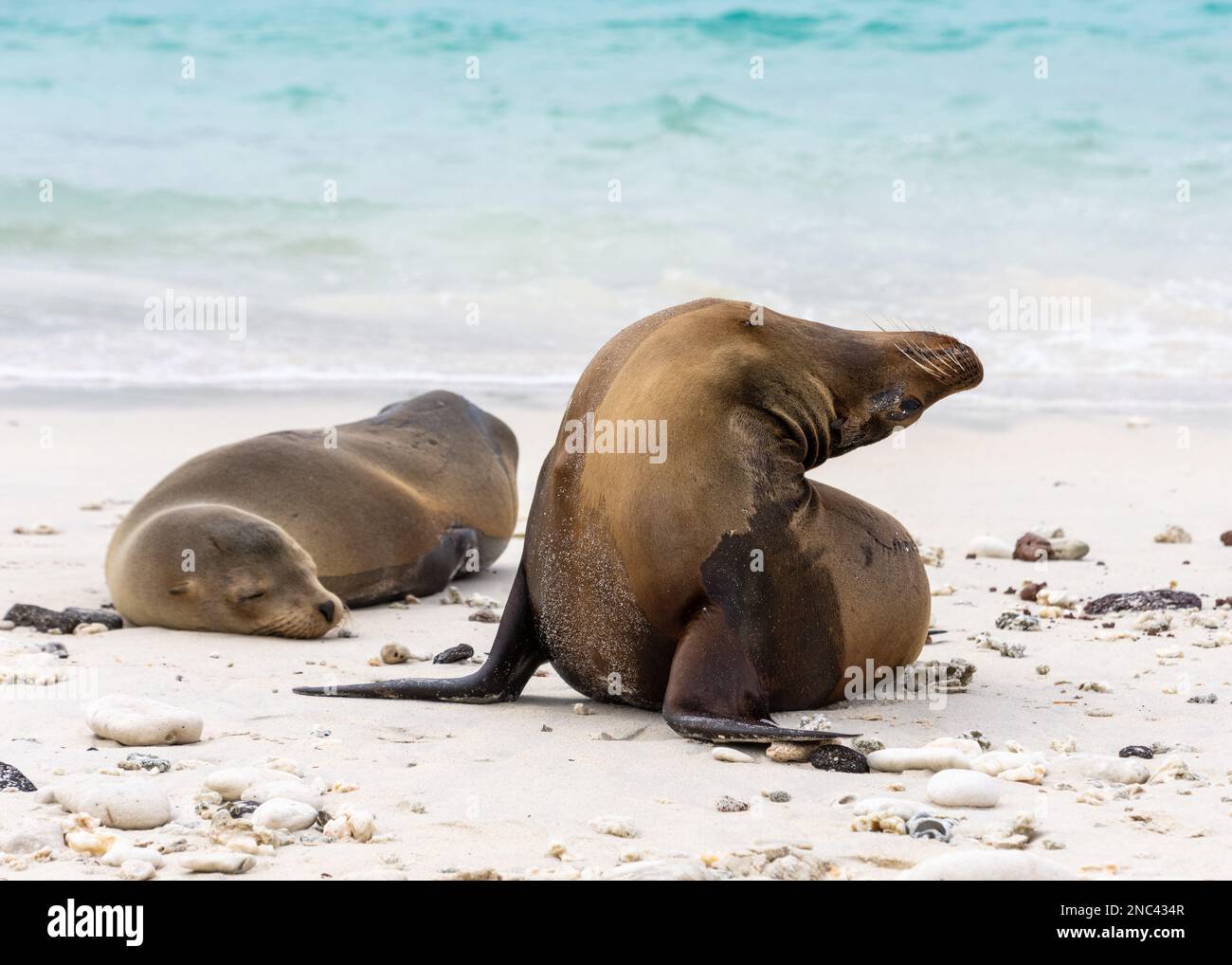 Two sea lions on the beach on Isla Genovesa in the Galapagos, Ecuador ...
