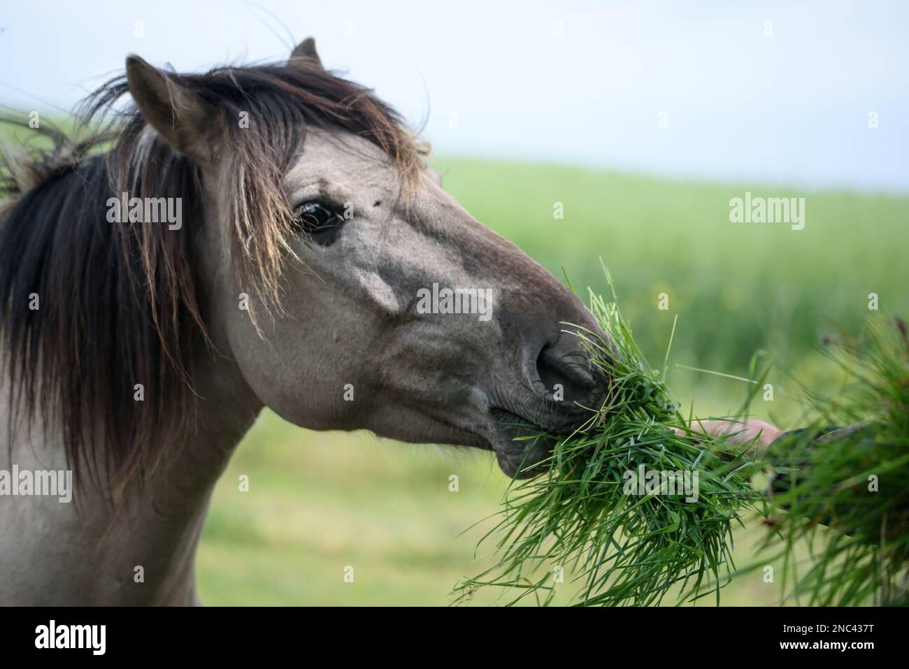 Hengst pony hi-res stock photography and images - Alamy