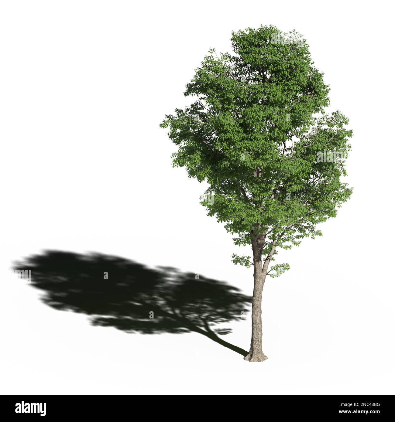 large tree with a shadow under it, isolated on white background, 3D ...