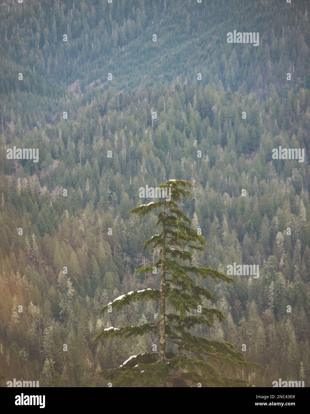 Lush vegetation dense trees forest hi-res stock photography and images ...