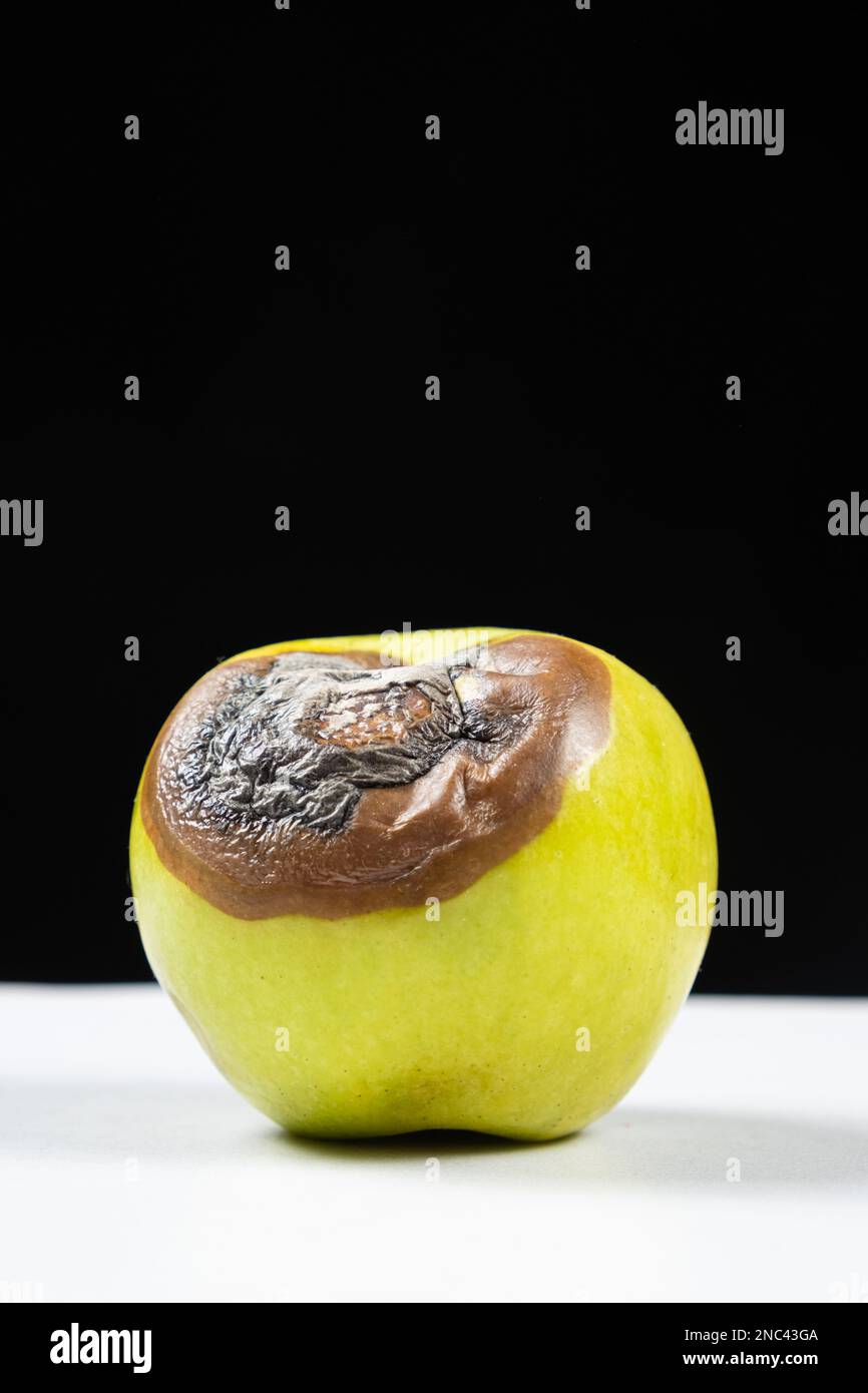A rotten green apple on a black and white background. Rot on fruit ...