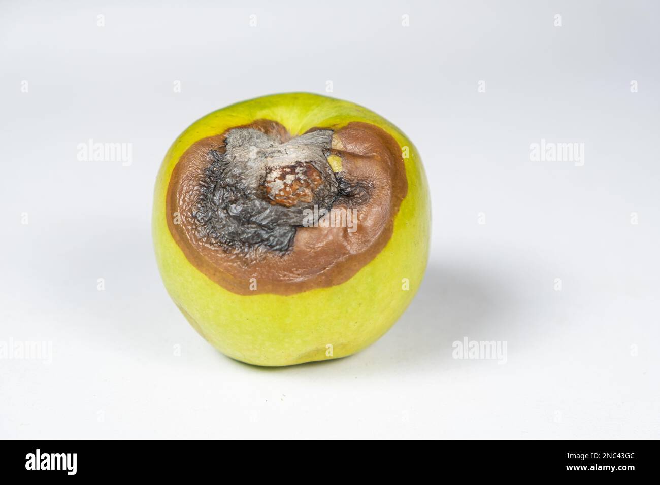 A rotten green apple on white background. Rot on fruit, spoiled fruit ...