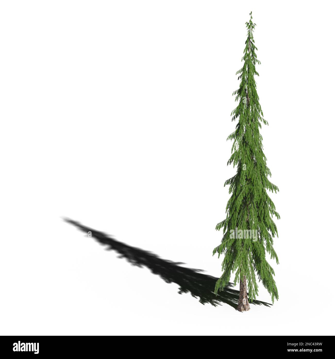 large tree with a shadow under it, isolated on white background, 3D ...