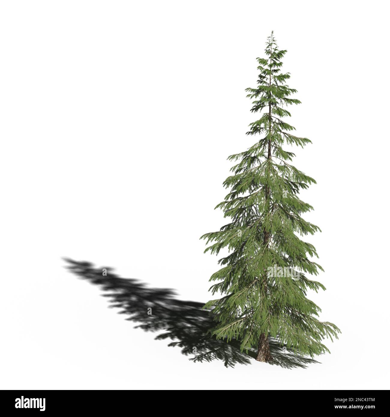 large tree with a shadow under it, isolated on white background, 3D ...