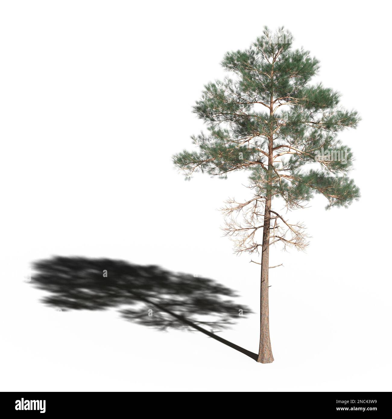 large tree with a shadow under it, isolated on white background, 3D ...