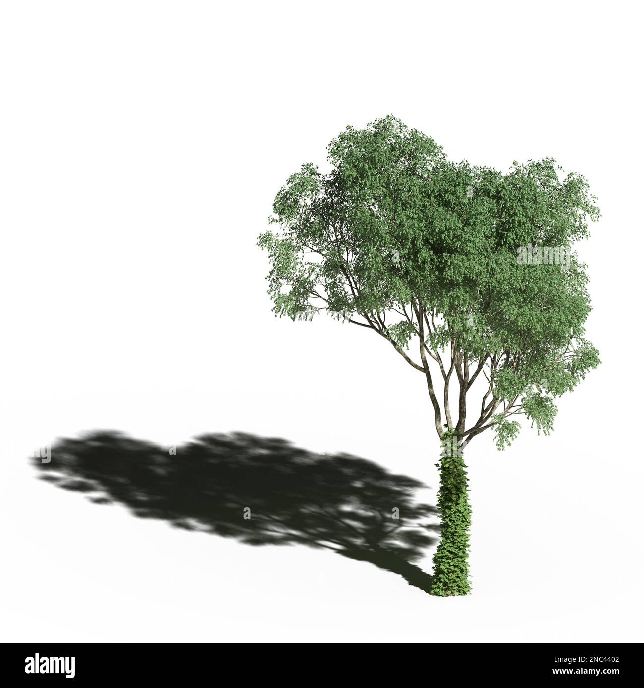 large tree with a shadow under it, isolated on white background, 3D ...