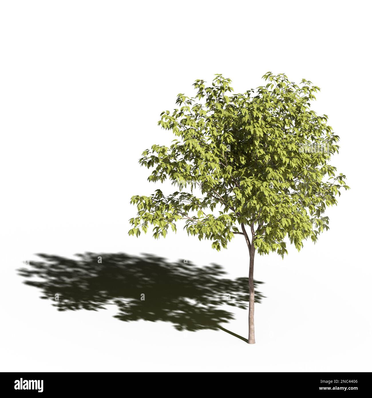 large tree with a shadow under it, isolated on white background, 3D ...