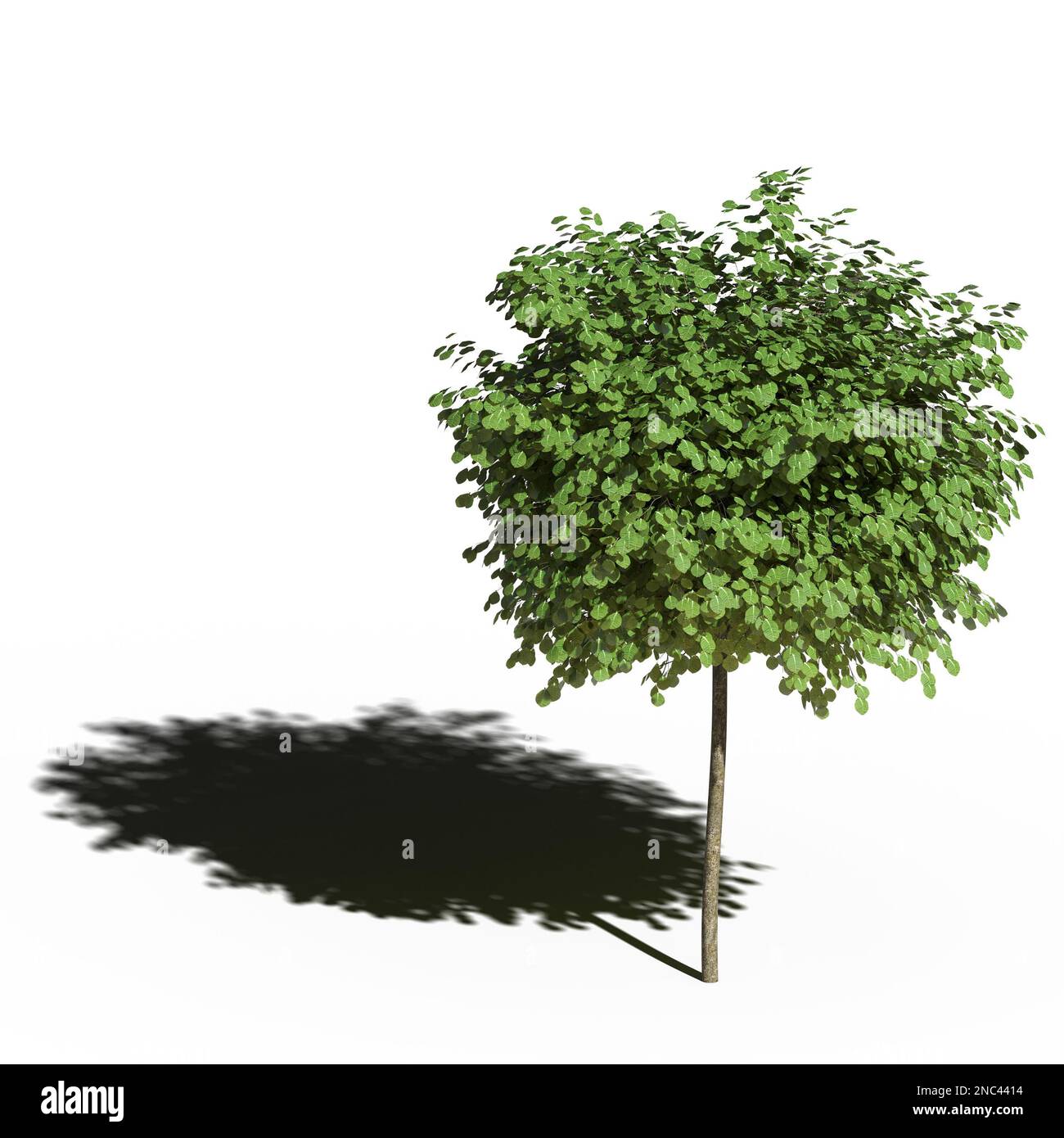 large tree with a shadow under it, isolated on white background, 3D ...