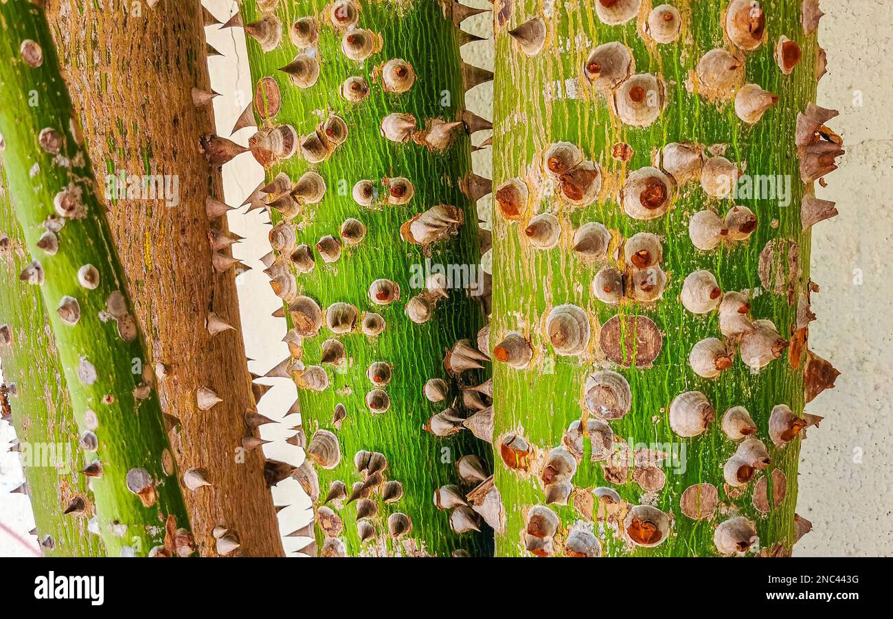 Young green beautiful Kapok tree Ceiba tree with spikes in tropical ...
