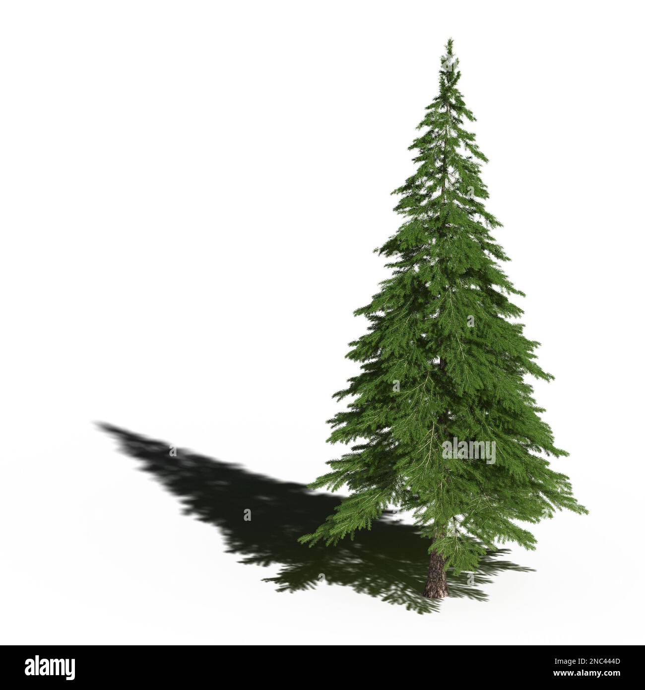 large tree with a shadow under it, isolated on white background, 3D ...