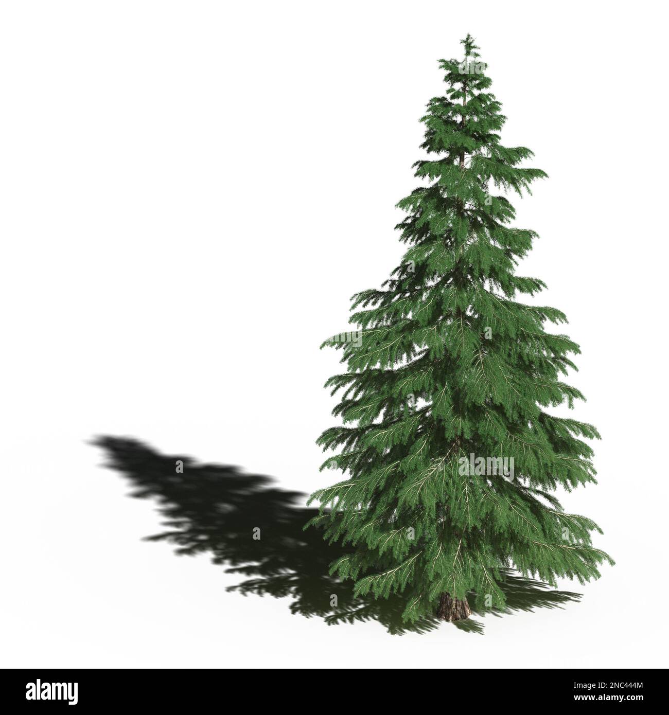 large tree with a shadow under it, isolated on white background, 3D ...