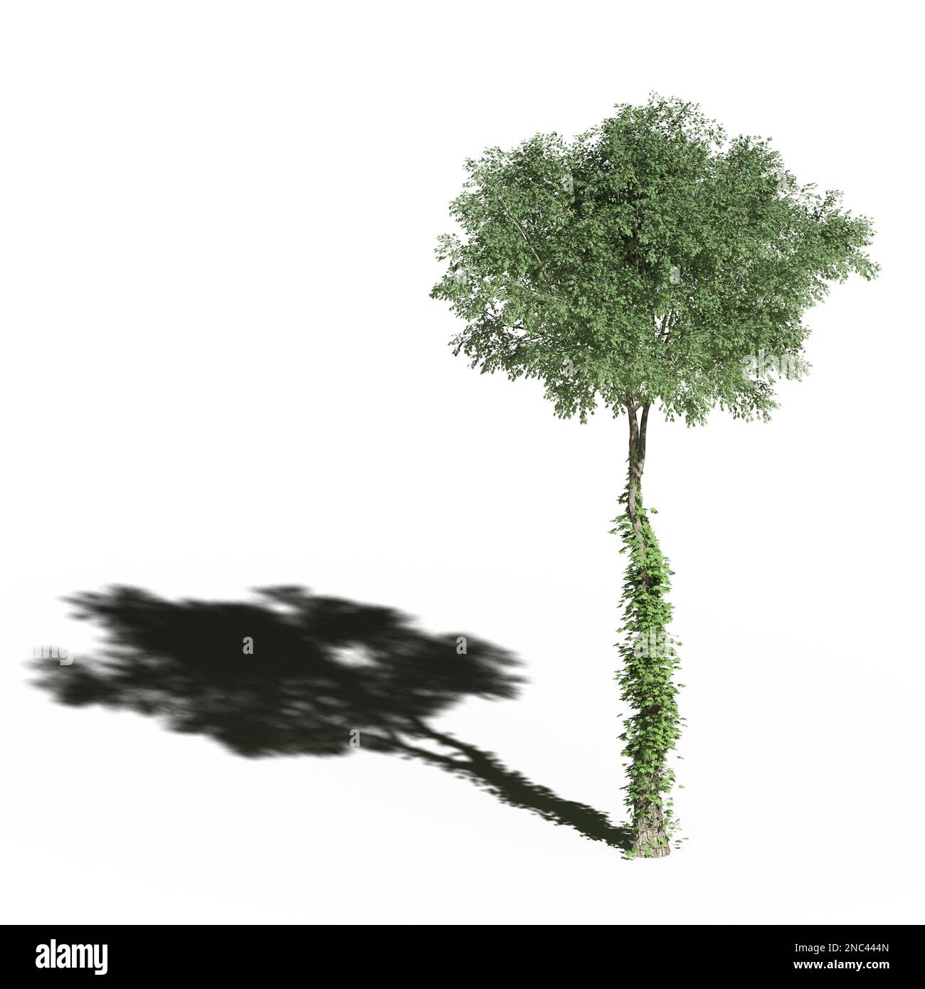 large tree with a shadow under it, isolated on white background, 3D ...