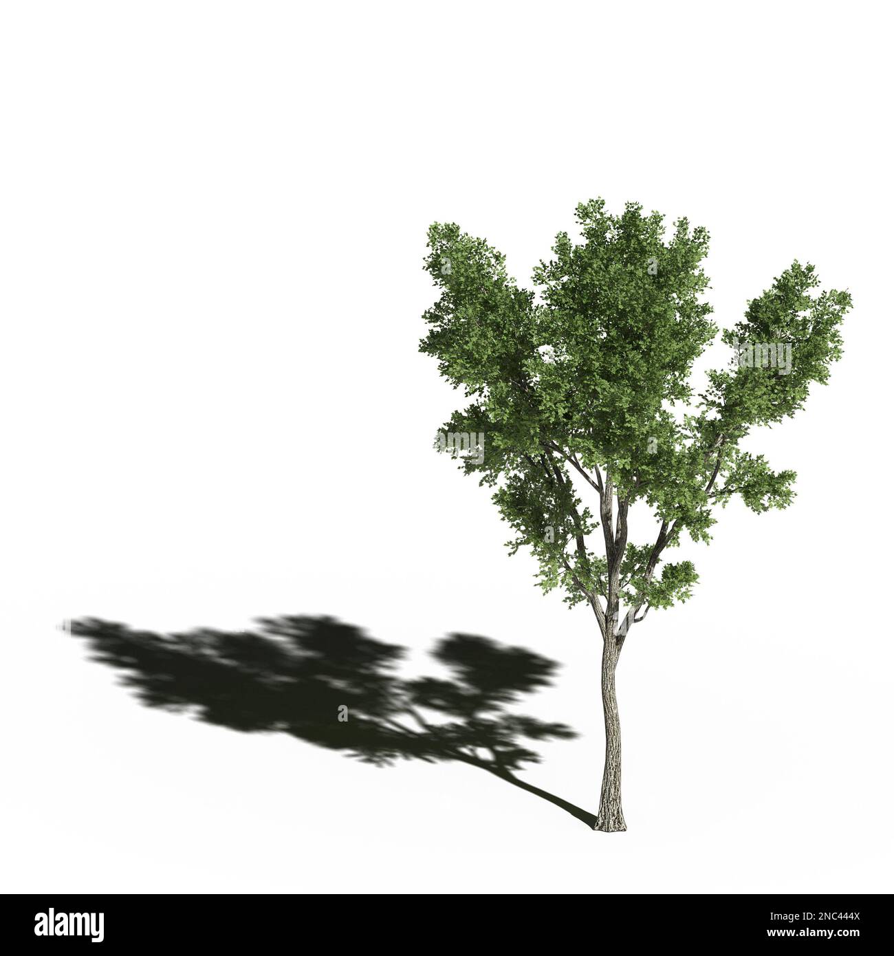 large tree with a shadow under it, isolated on white background, 3D ...