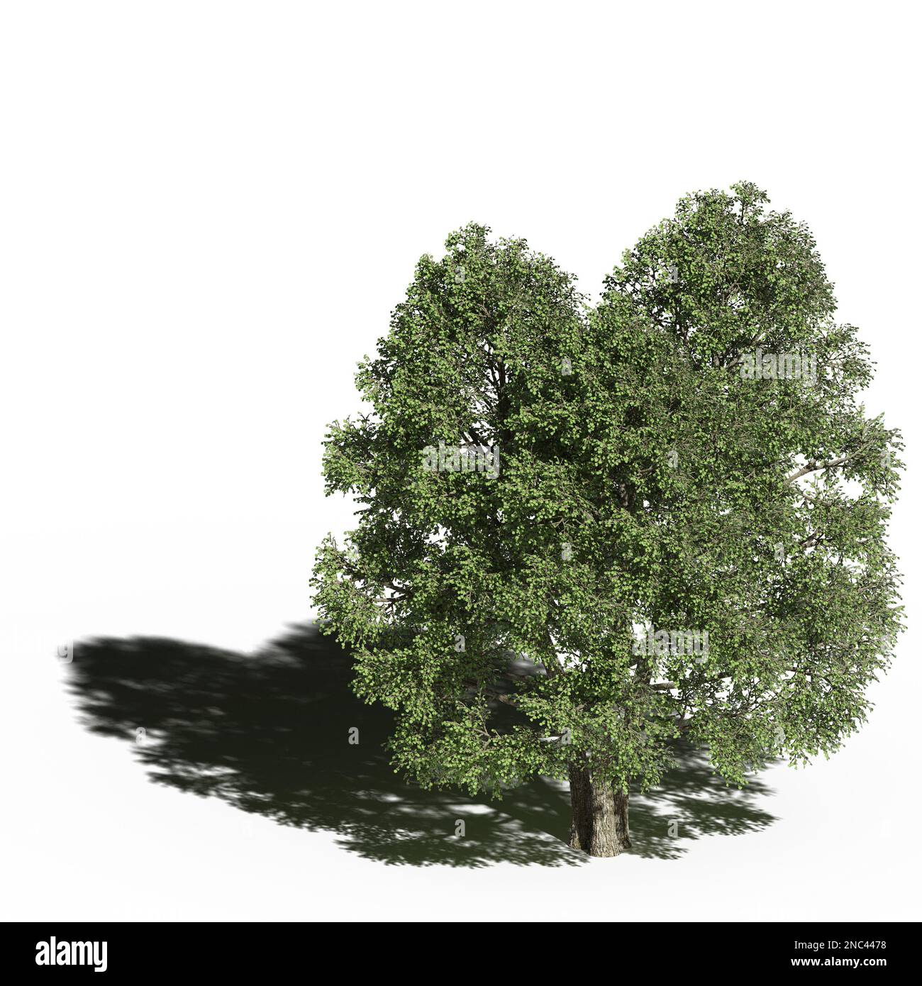 large tree with a shadow under it, isolated on white background, 3D ...