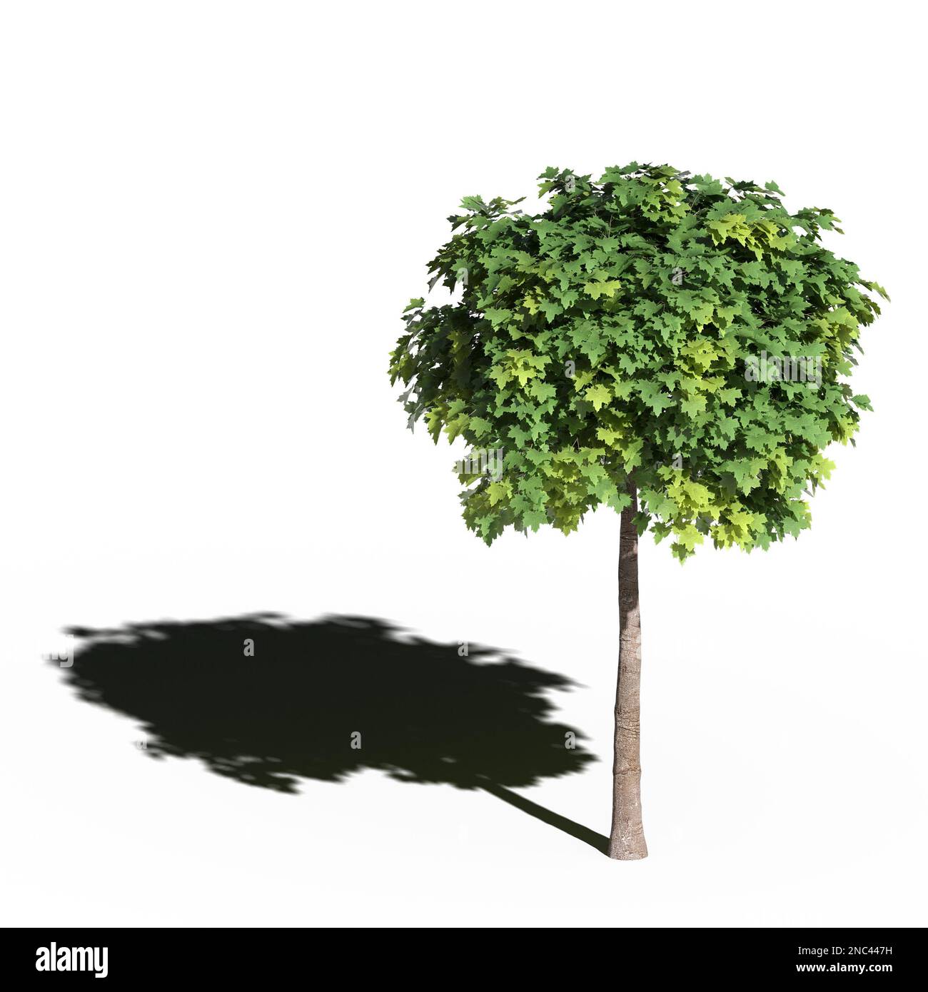 large tree with a shadow under it, isolated on white background, 3D ...