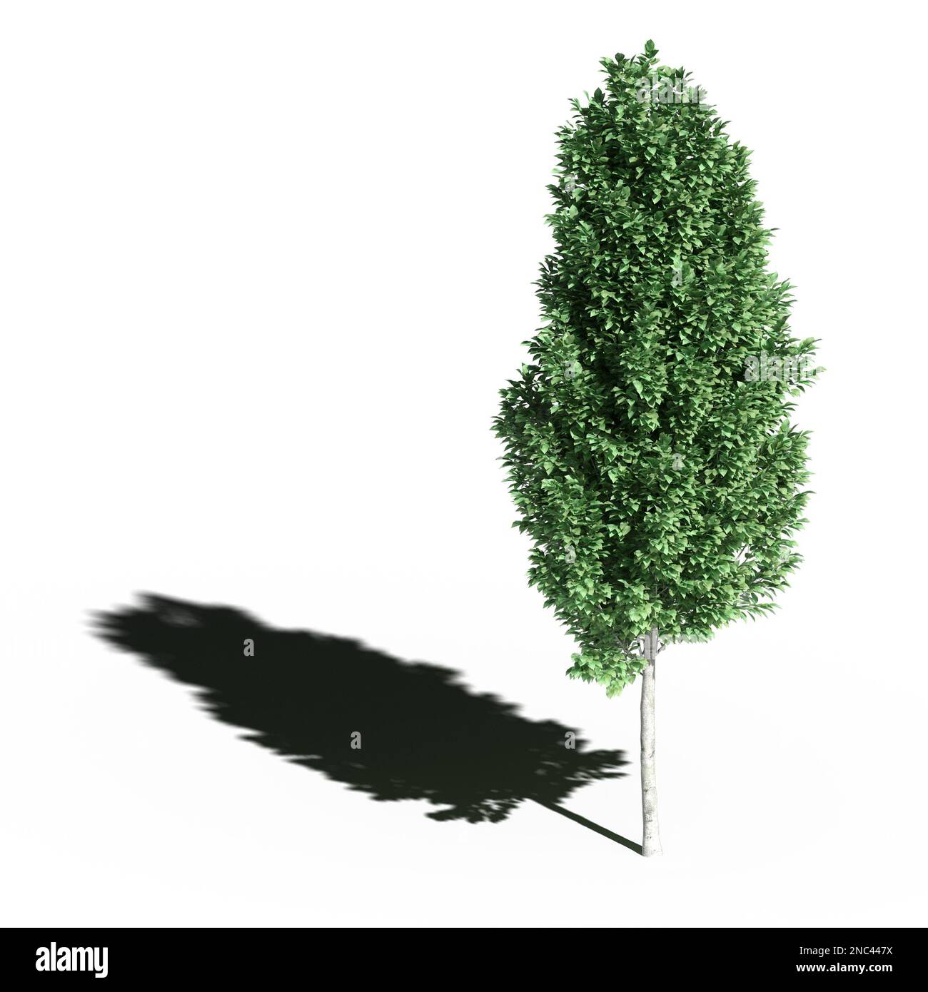 large tree with a shadow under it, isolated on white background, 3D ...