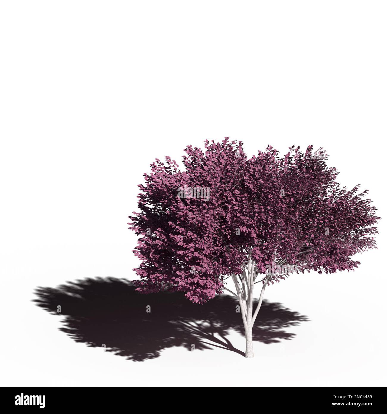 large tree with a shadow under it, isolated on white background, 3D ...