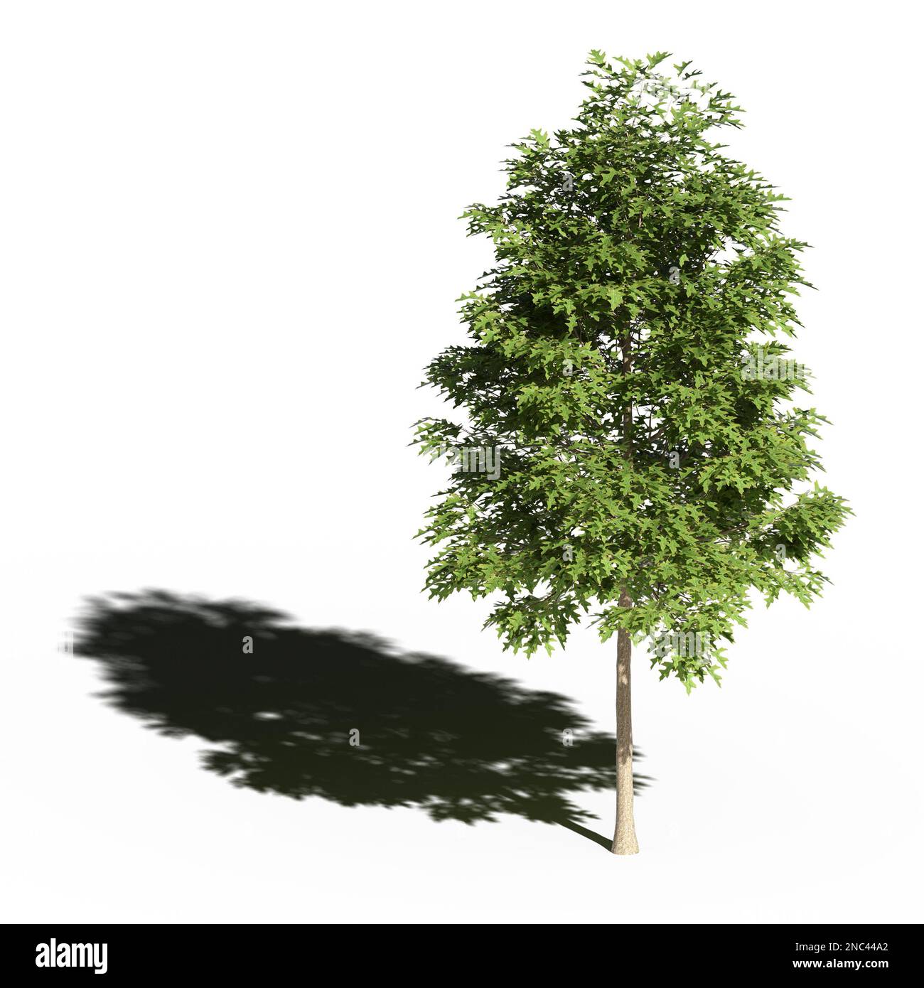 large tree with a shadow under it, isolated on white background, 3D ...