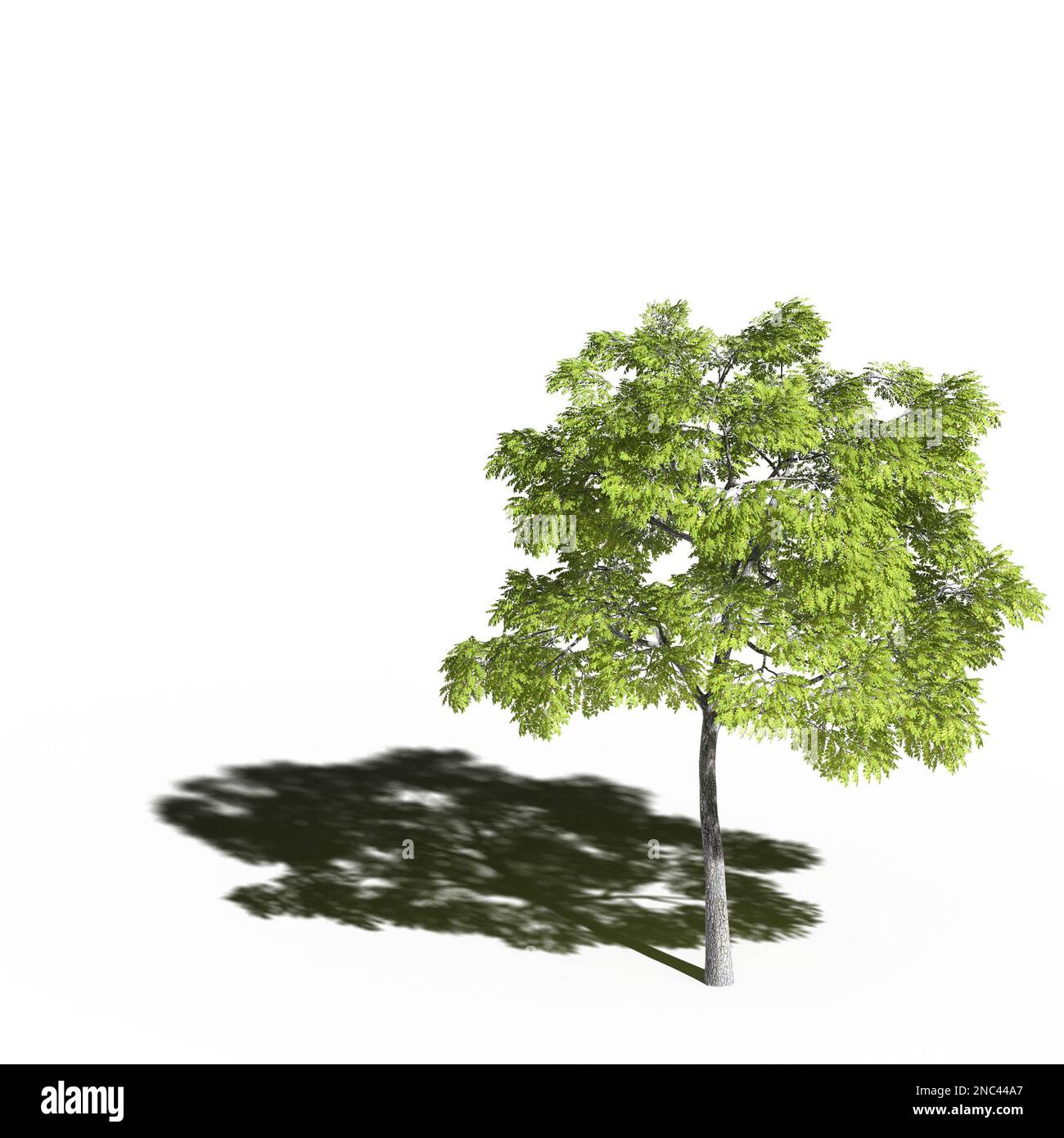 large tree with a shadow under it, isolated on white background, 3D ...