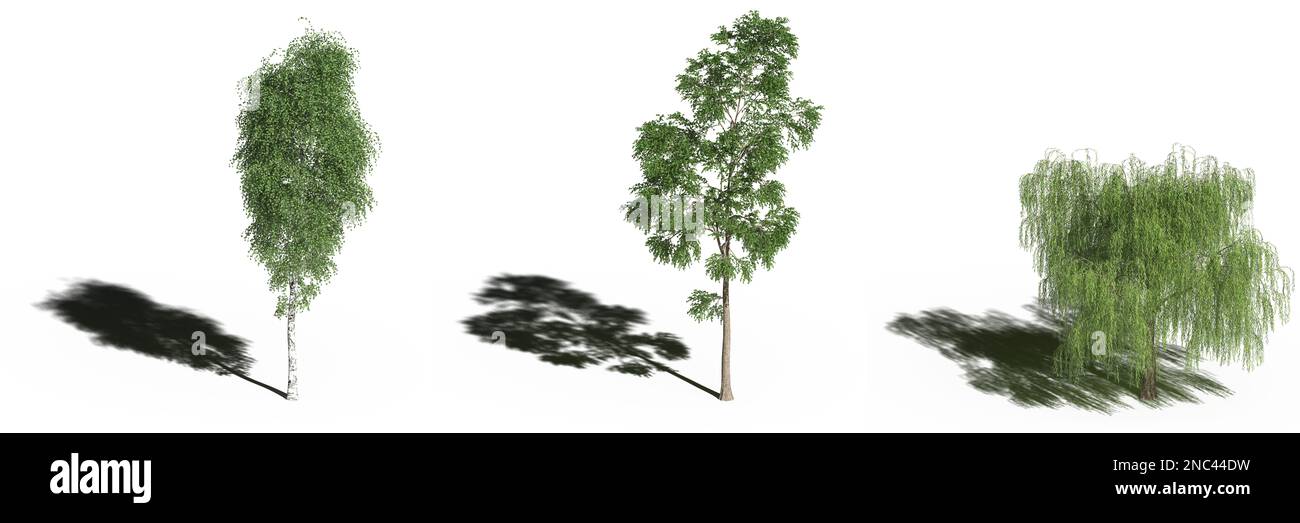 large tree with a shadow under it, isolated on white background, 3D ...