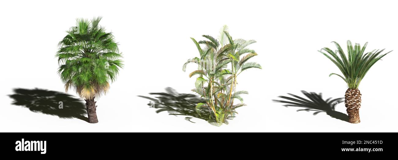 large tree with a shadow under it, isolated on white background, 3D ...