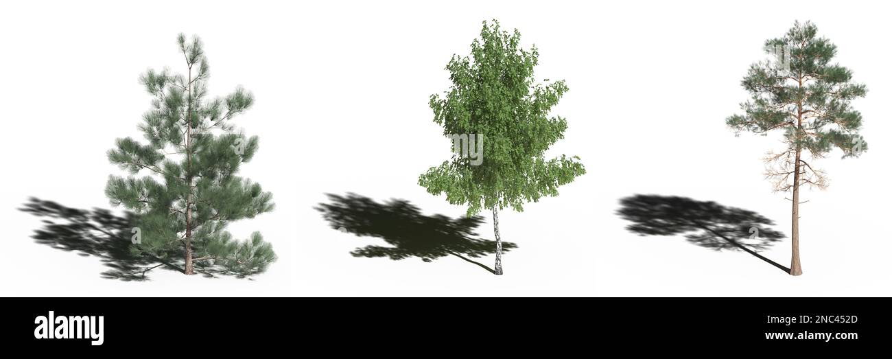 large tree with a shadow under it, isolated on white background, 3D ...