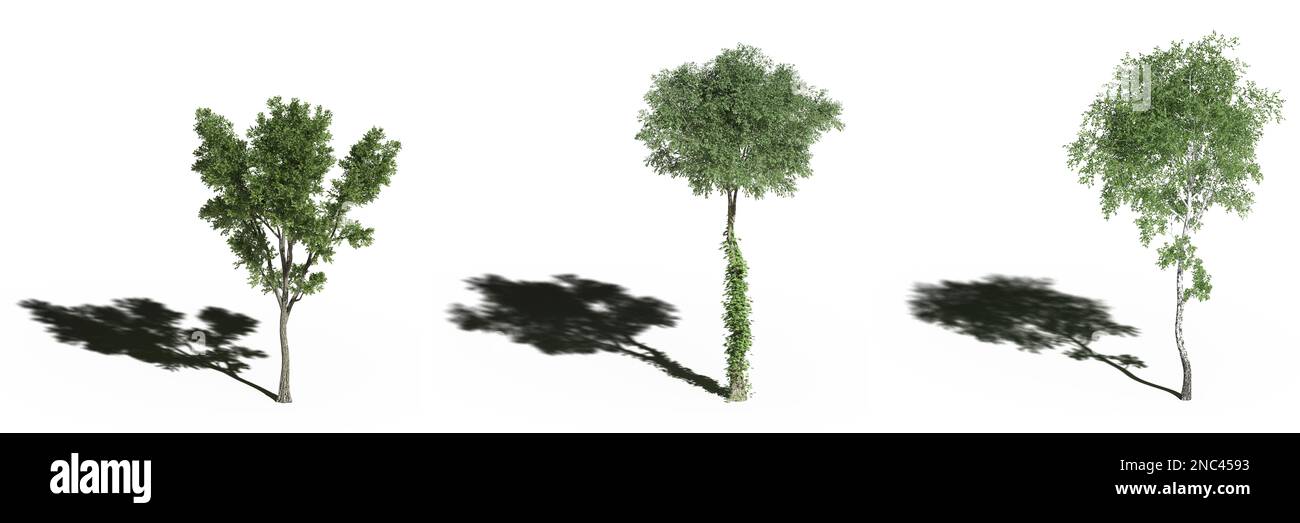 large tree with a shadow under it, isolated on white background, 3D ...