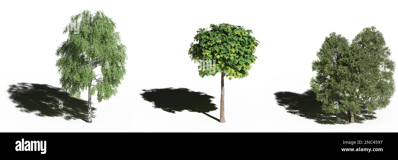 large tree with a shadow under it, isolated on white background, 3D ...