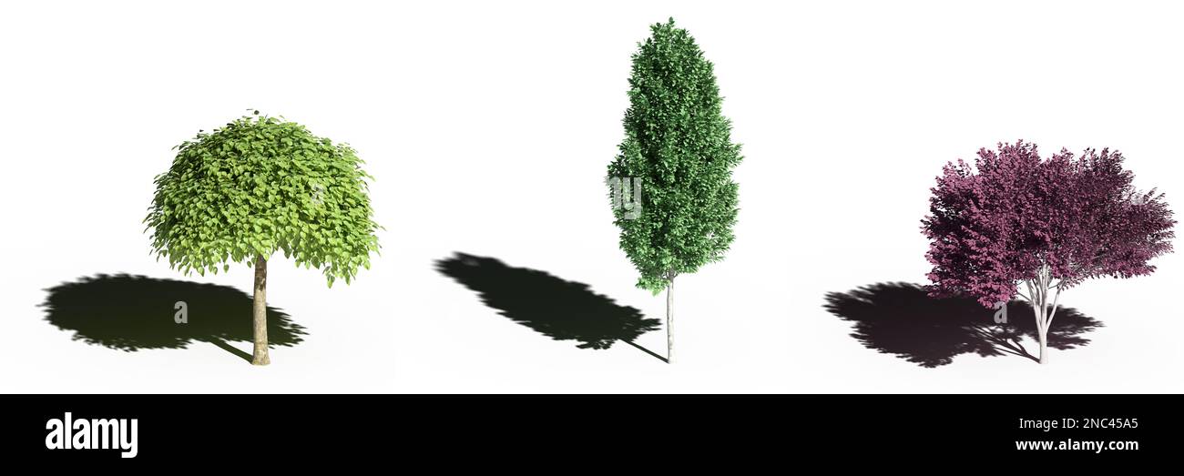 large tree with a shadow under it, isolated on white background, 3D ...