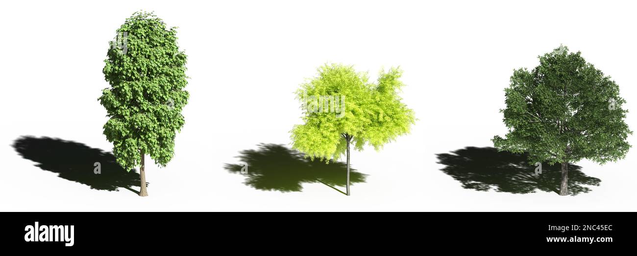 large tree with a shadow under it, isolated on white background, 3D ...