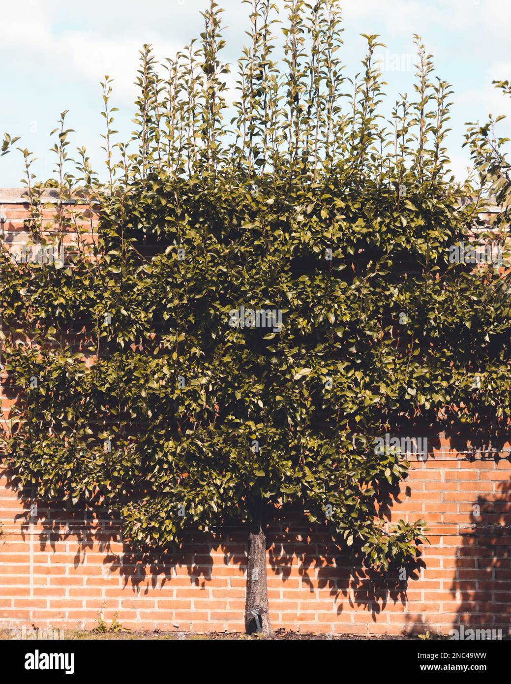 A growing tree in front of wall Stock Photo - Alamy