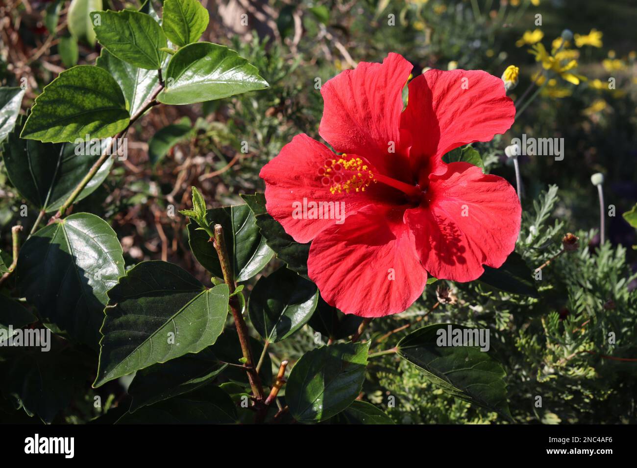 Red flower between green leaves Stock Photo - Alamy