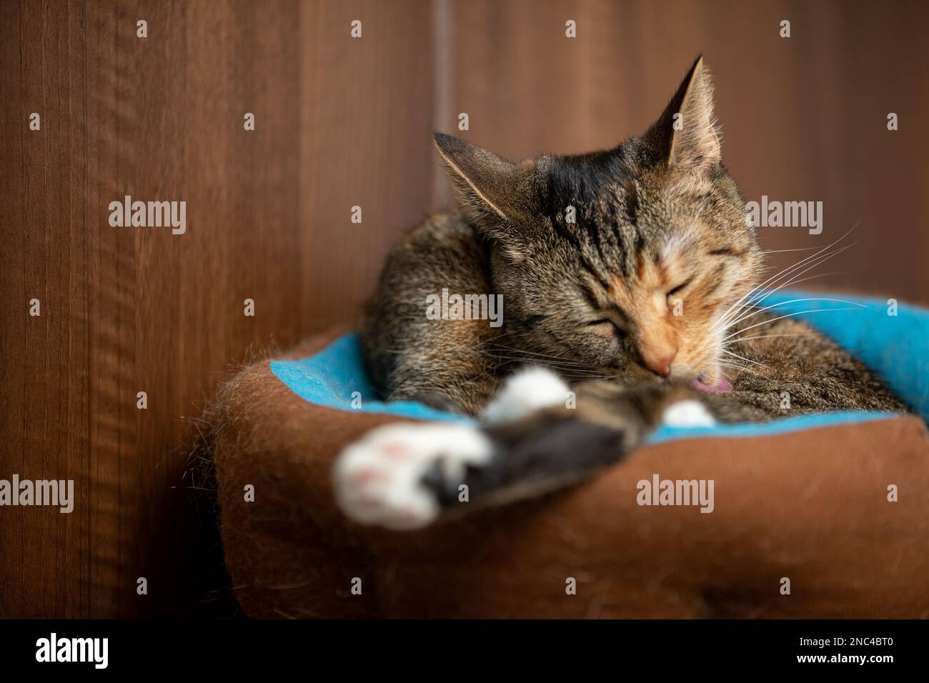 Red cat looks inside toilet hi-res stock photography and images - Alamy