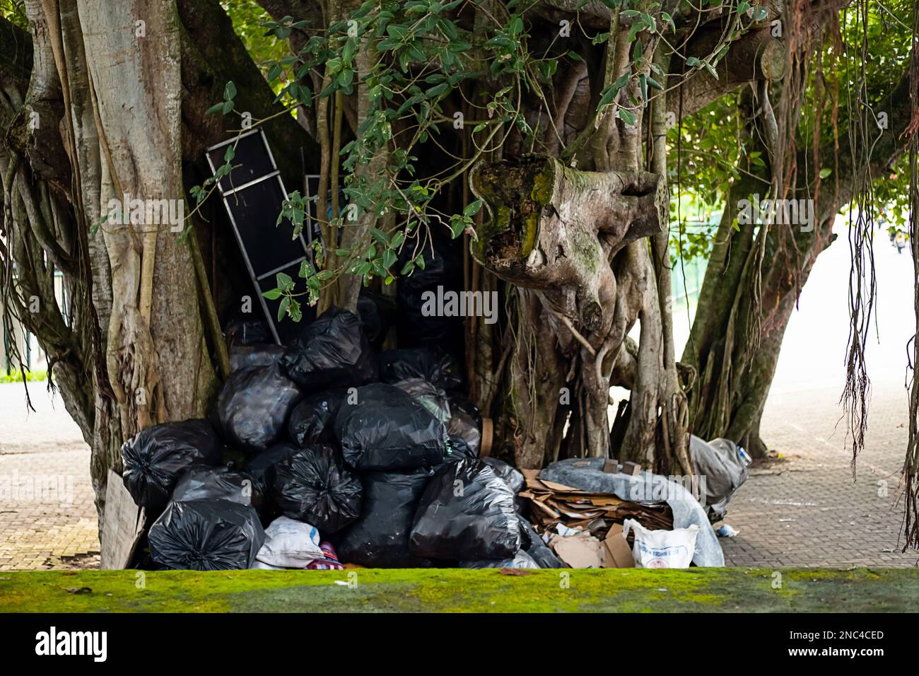 Trash inside huge tree. Garbage pile. Environmental pollution concept ...