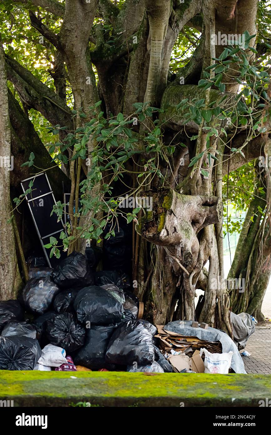 Trash inside huge tree. Garbage pile. Environmental pollution concept ...