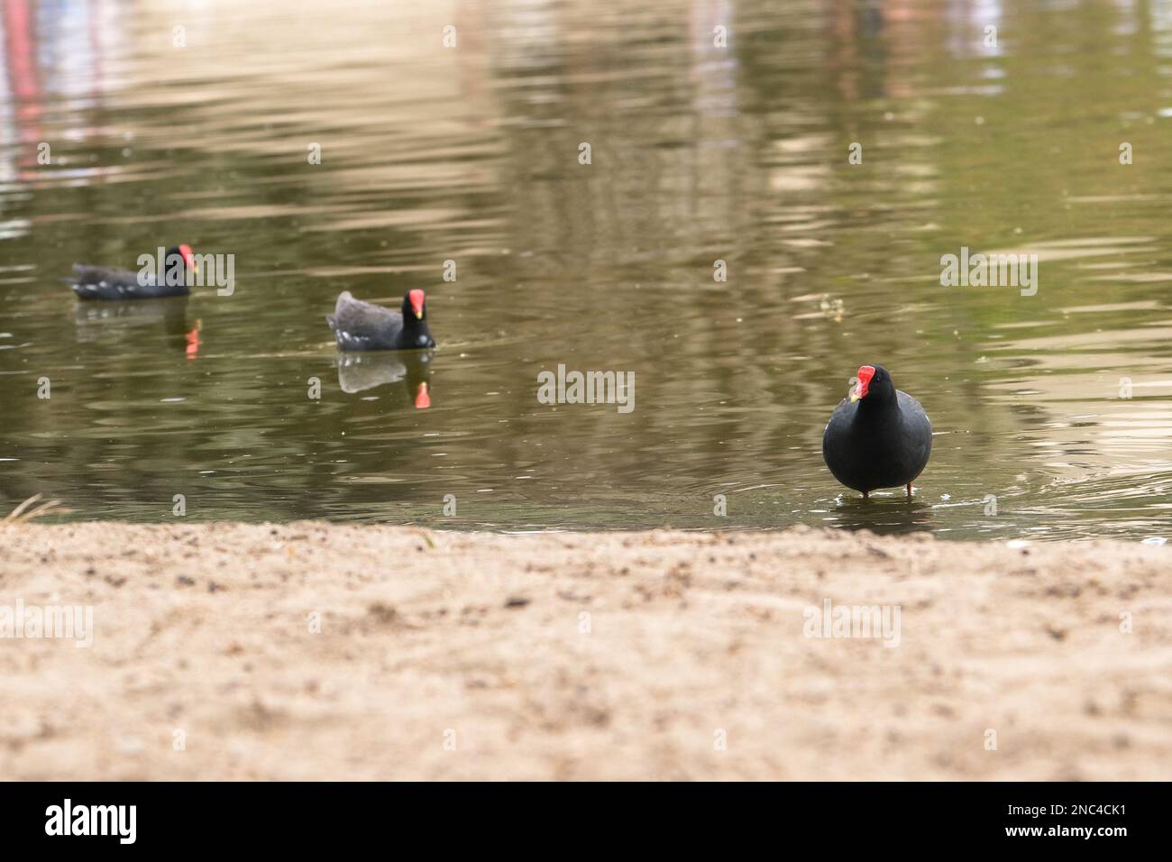 Close up black feather Common Gallinule or Gallinula galeata bird with ...