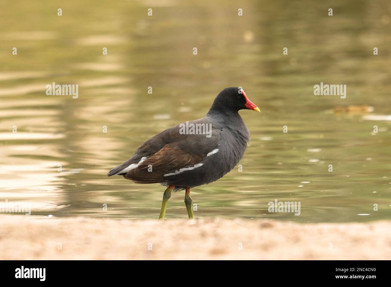 Close up black feather Common Gallinule or Gallinula galeata bird with ...