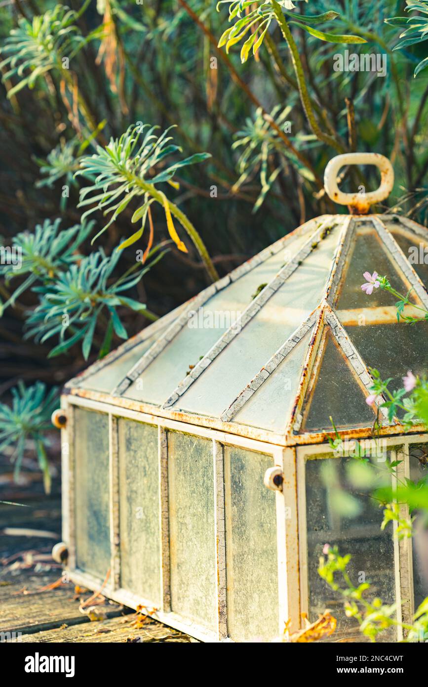 Glass garden cloche hi-res stock photography and images - Alamy