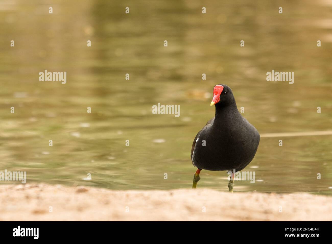 Close up black feather Common Gallinule or Gallinula galeata bird with ...