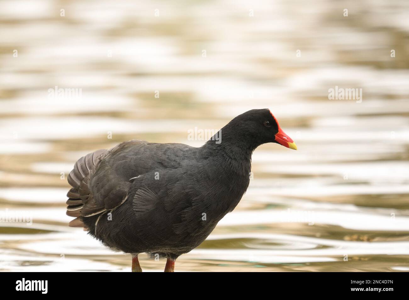 Close up black feather Common Gallinule or Gallinula galeata bird with ...