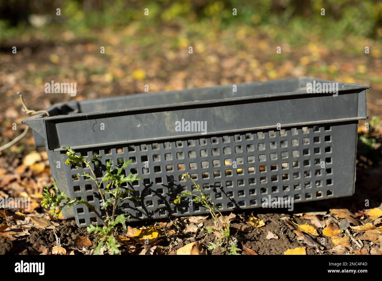 Container for fruit harvesting. Plastic basket. Garden capacity. Garden ...