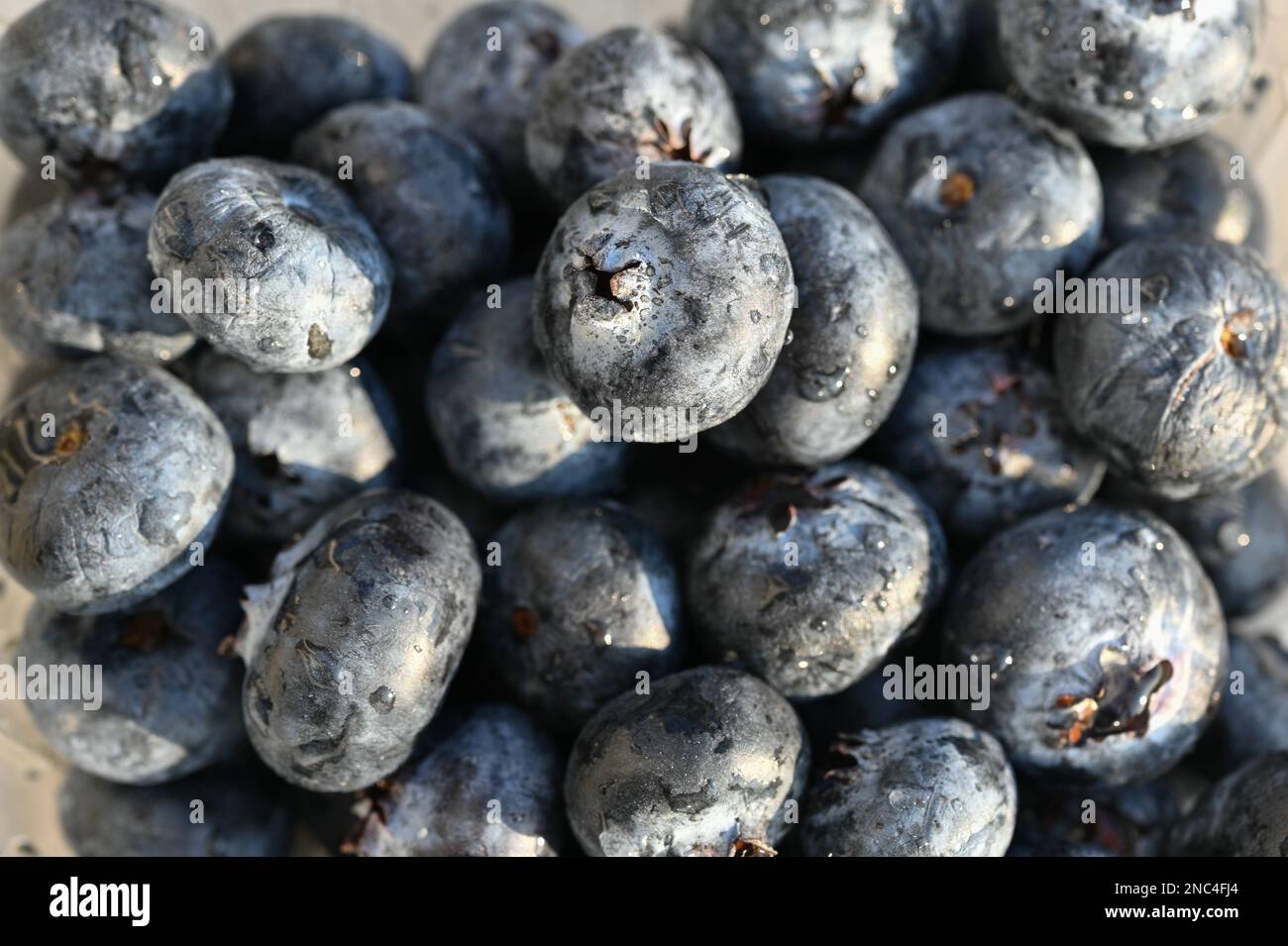 Fresh blueberry background. Texture blueberry berries close up ...